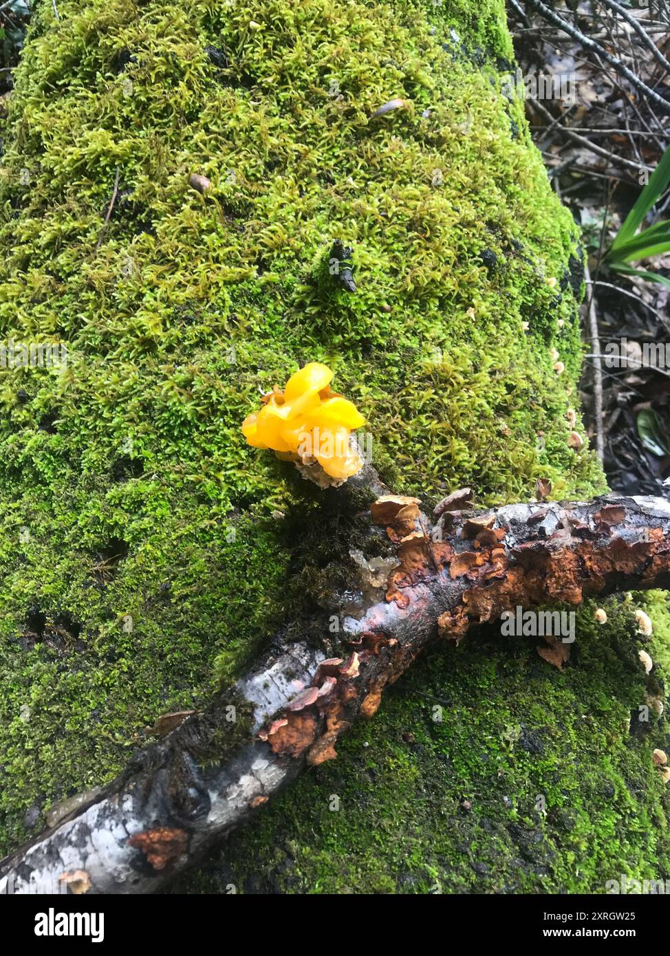 golden ear (Naematelia aurantia) Fungi Stock Photo - Alamy