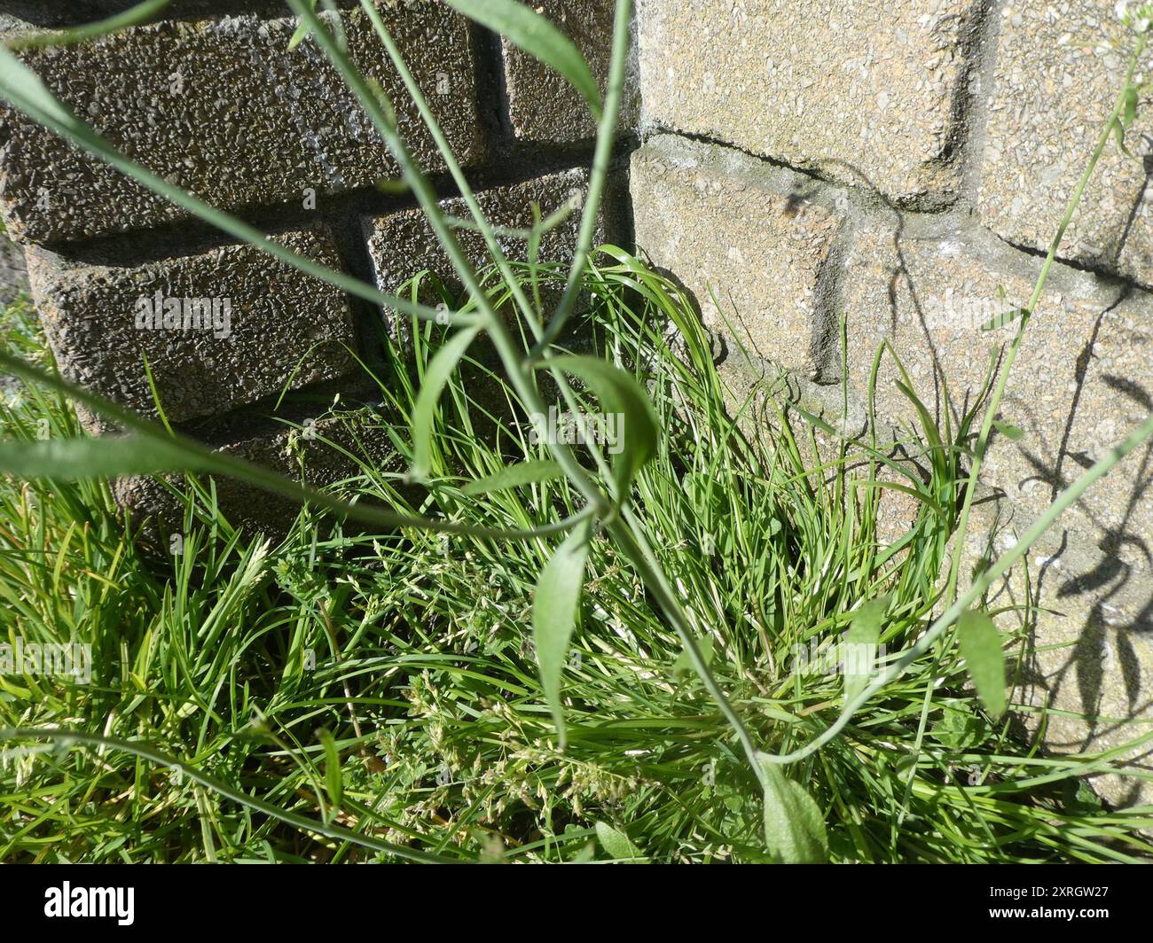 mouse-ear cress (Arabidopsis thaliana) Plantae Stock Photo - Alamy