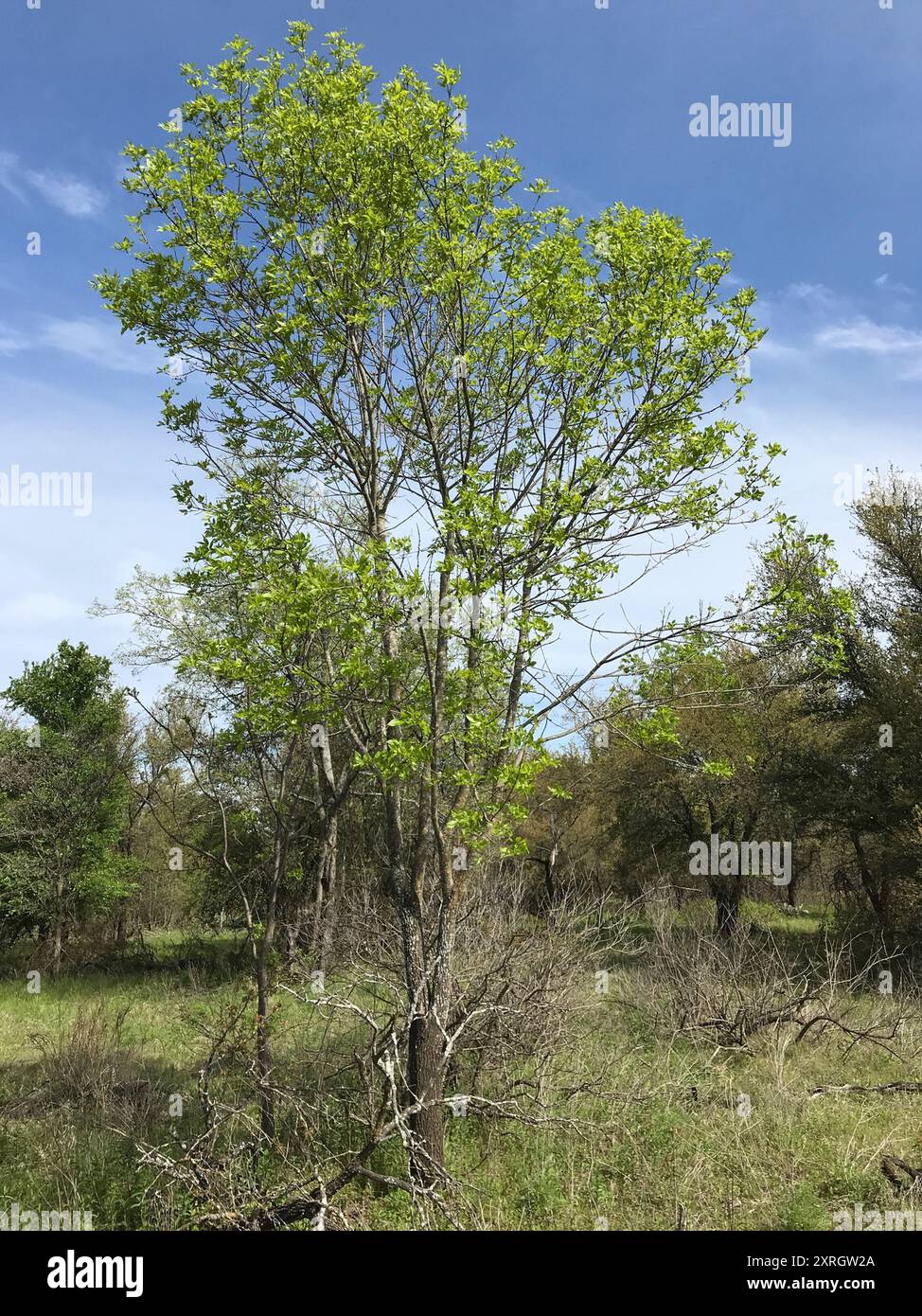 ashes (Fraxinus) Plantae Stock Photo - Alamy
