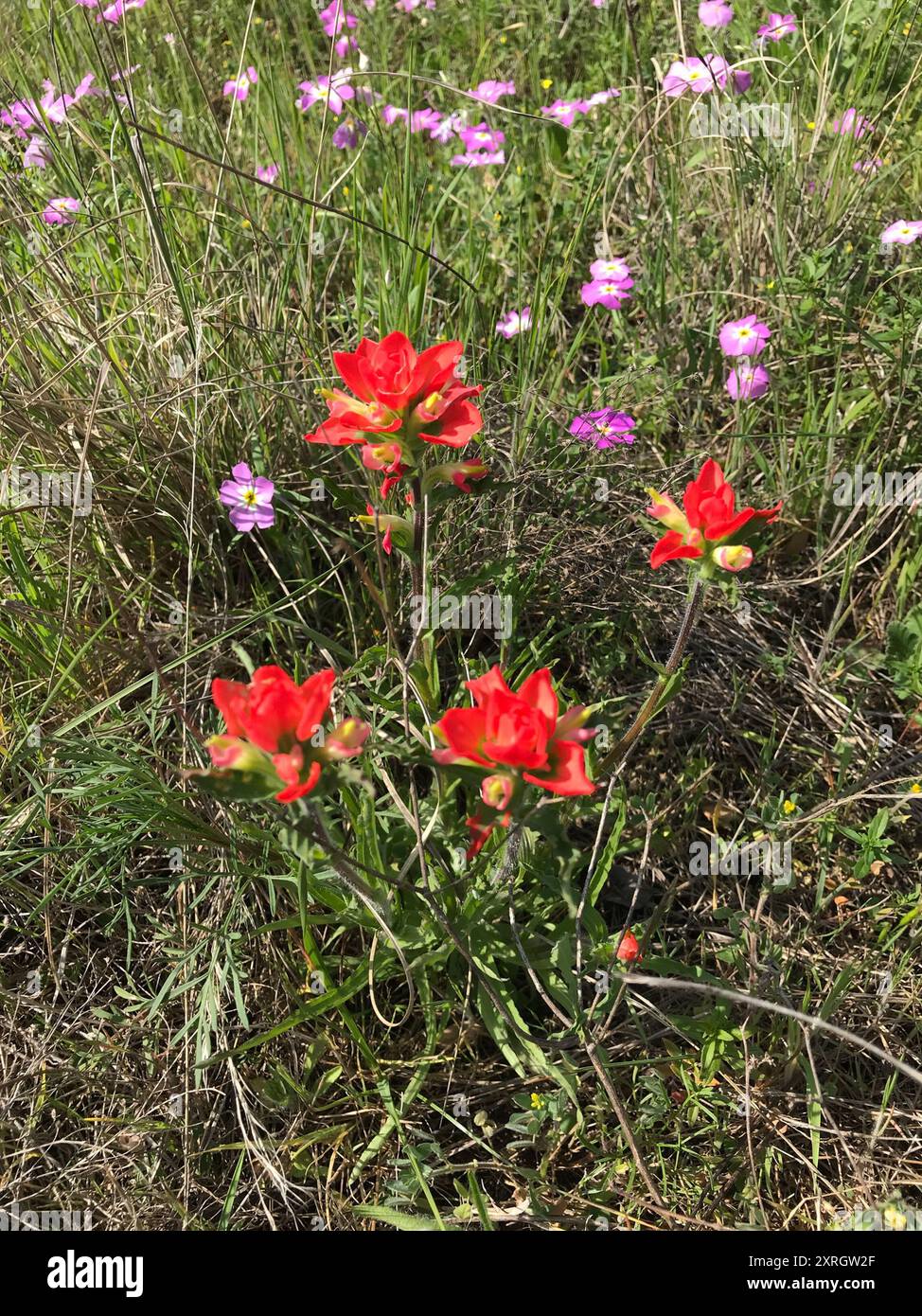 Texas Paintbrush (Castilleja indivisa) Plantae Stock Photo - Alamy