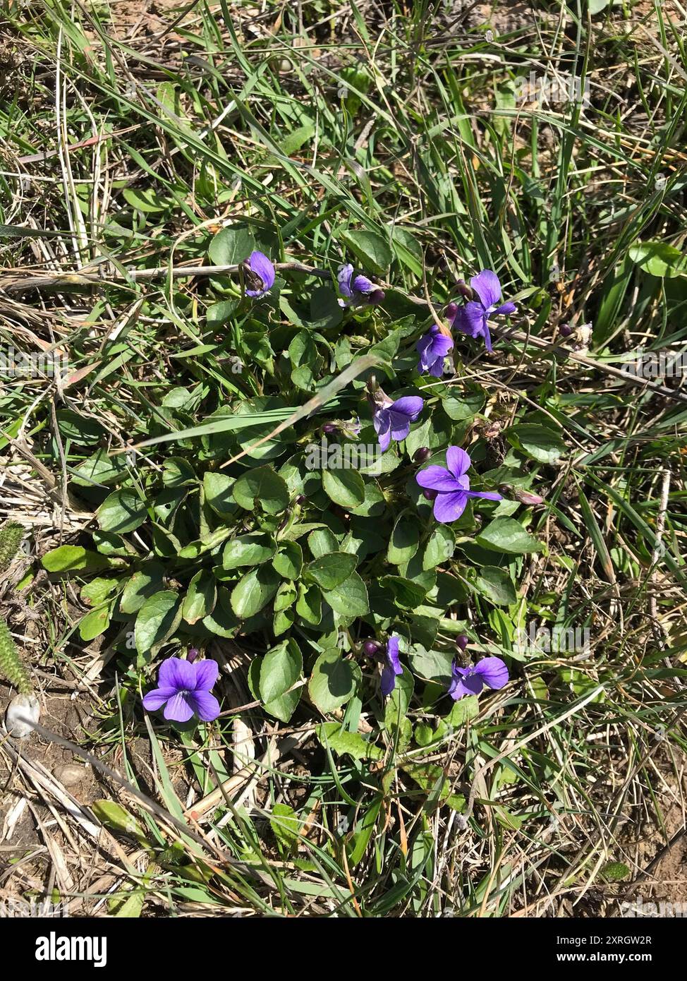 hookedspur violet (Viola adunca) Plantae Stock Photo - Alamy
