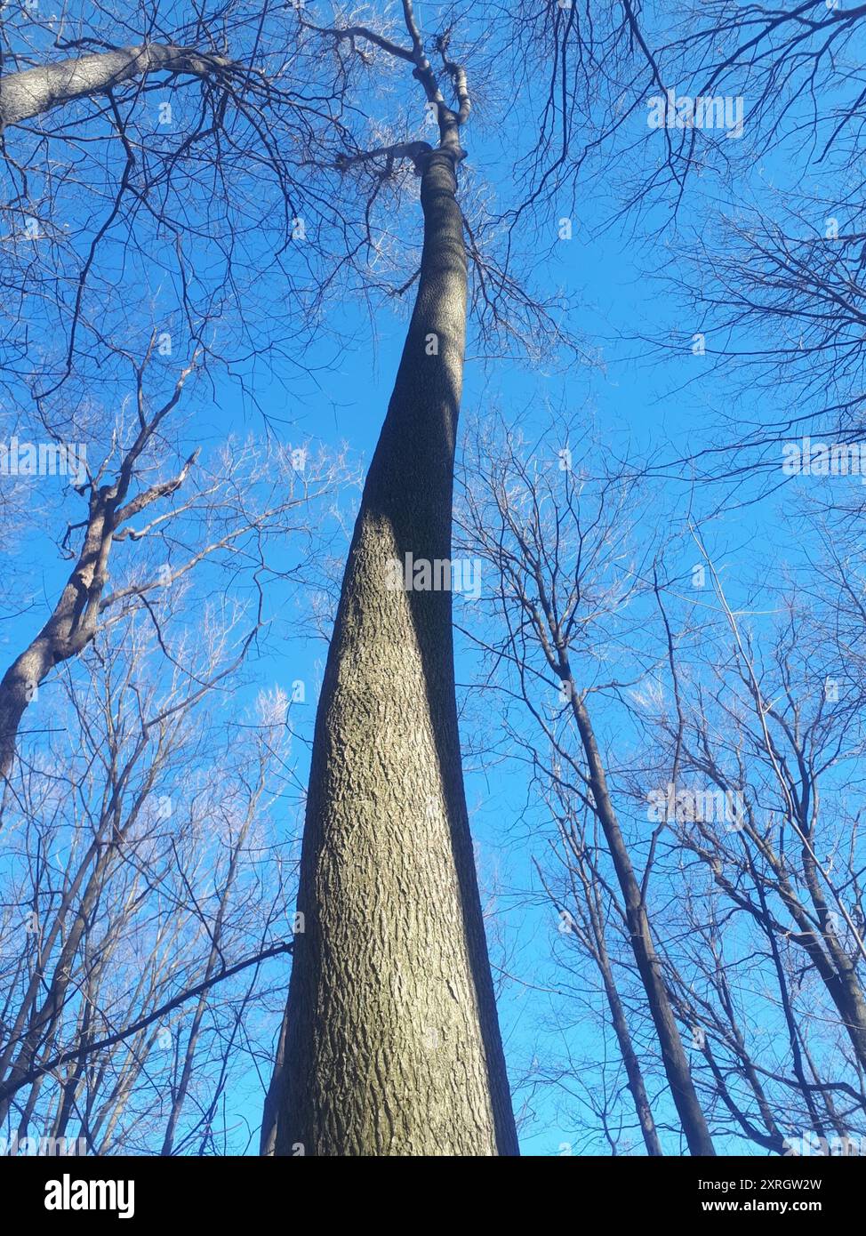 bitternut hickory (Carya cordiformis) Plantae Stock Photo - Alamy