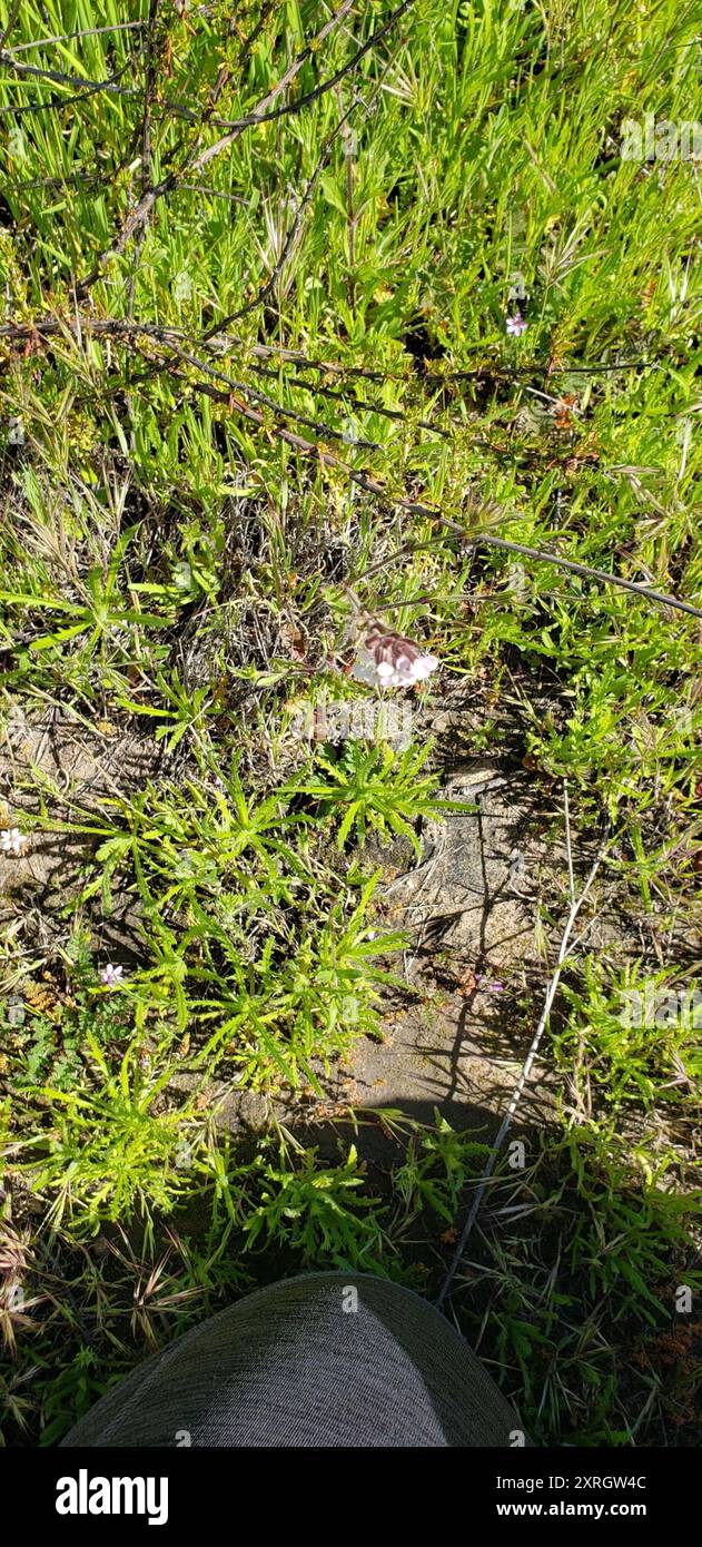 Small-flowered Catchfly (Silene gallica) Plantae Stock Photo - Alamy