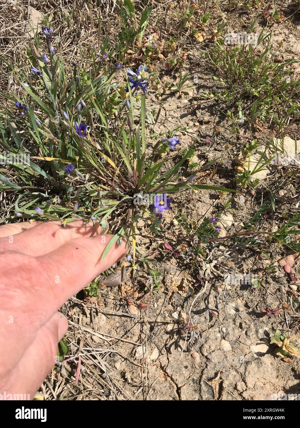 blue-eyed grasses (Sisyrinchium) Plantae Stock Photo - Alamy