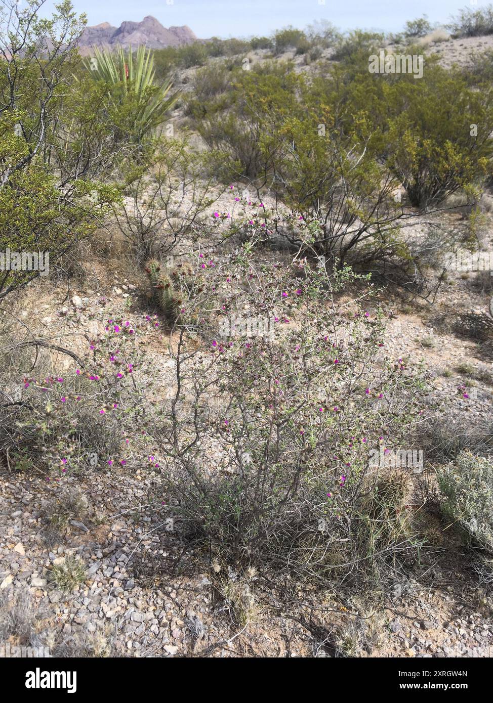feather dalea (Dalea formosa) Plantae Stock Photo - Alamy