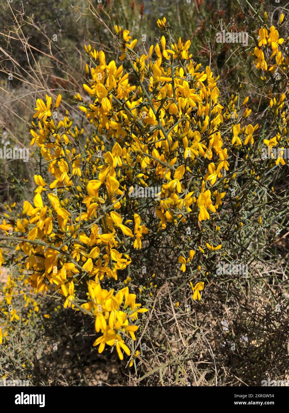 Scorpion Broom (Genista scorpius) Plantae Stock Photo - Alamy