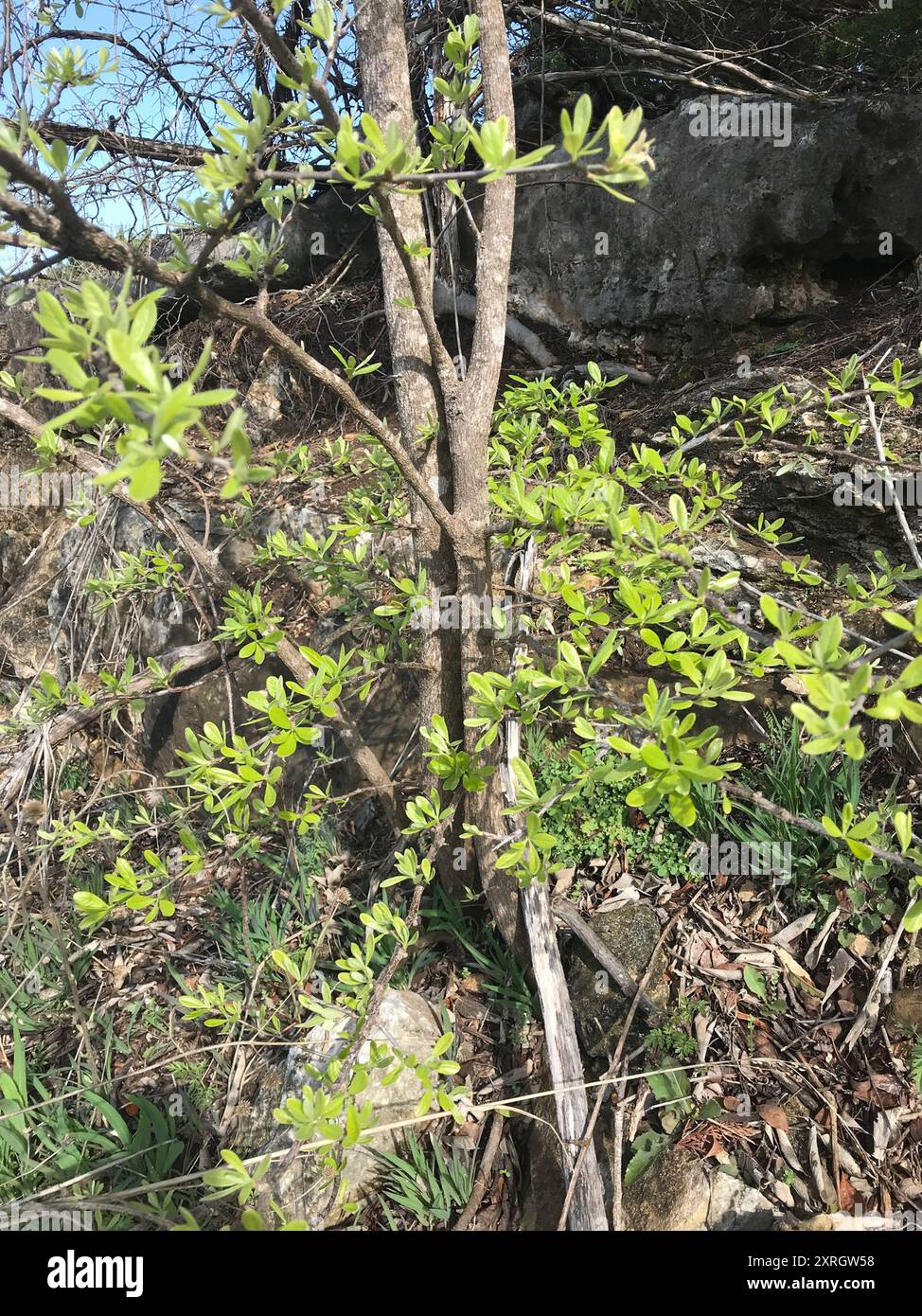 Gum bumelia (Sideroxylon lanuginosum) Plantae Stock Photo - Alamy