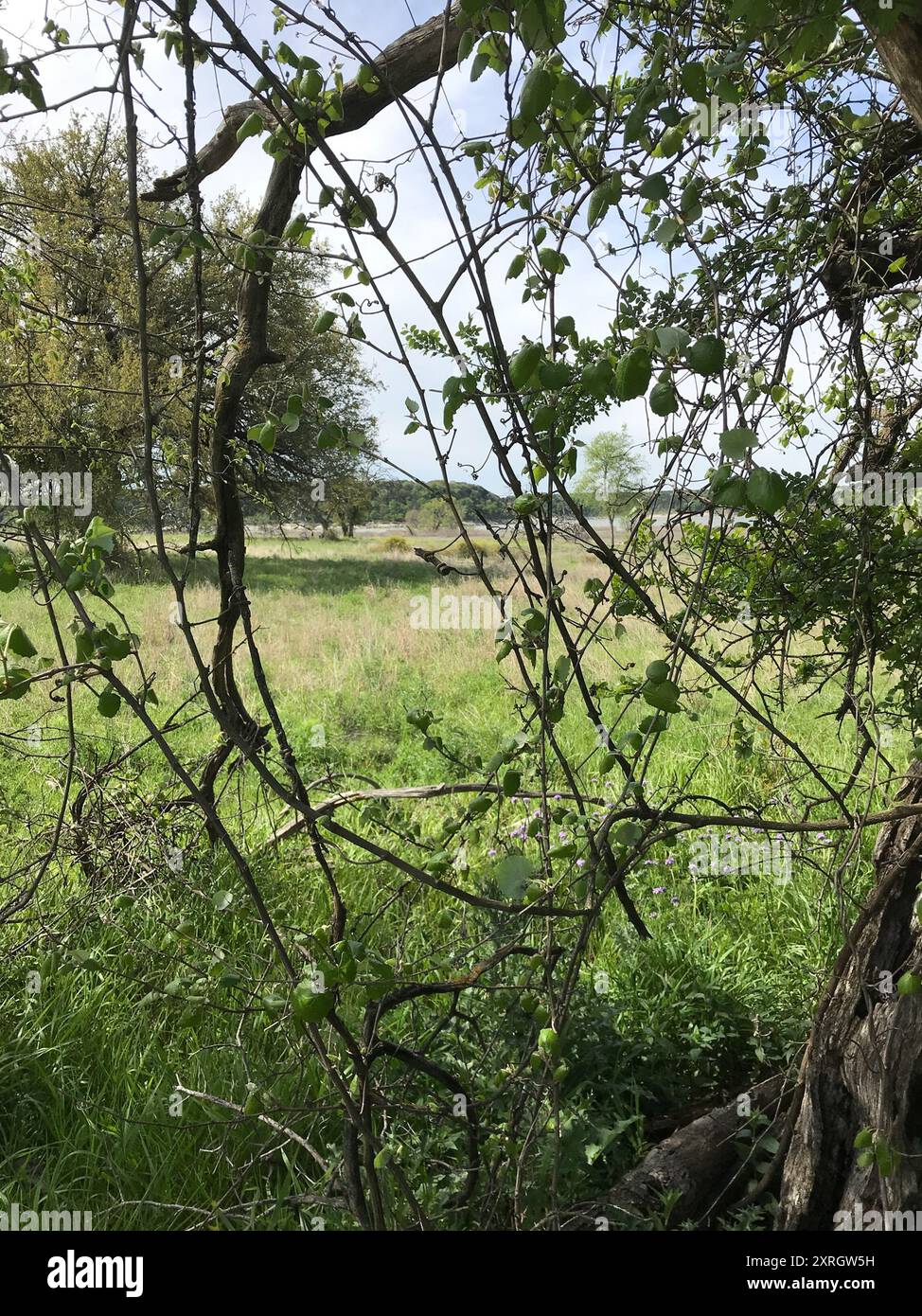 mustang grape (Vitis mustangensis) Plantae Stock Photo - Alamy