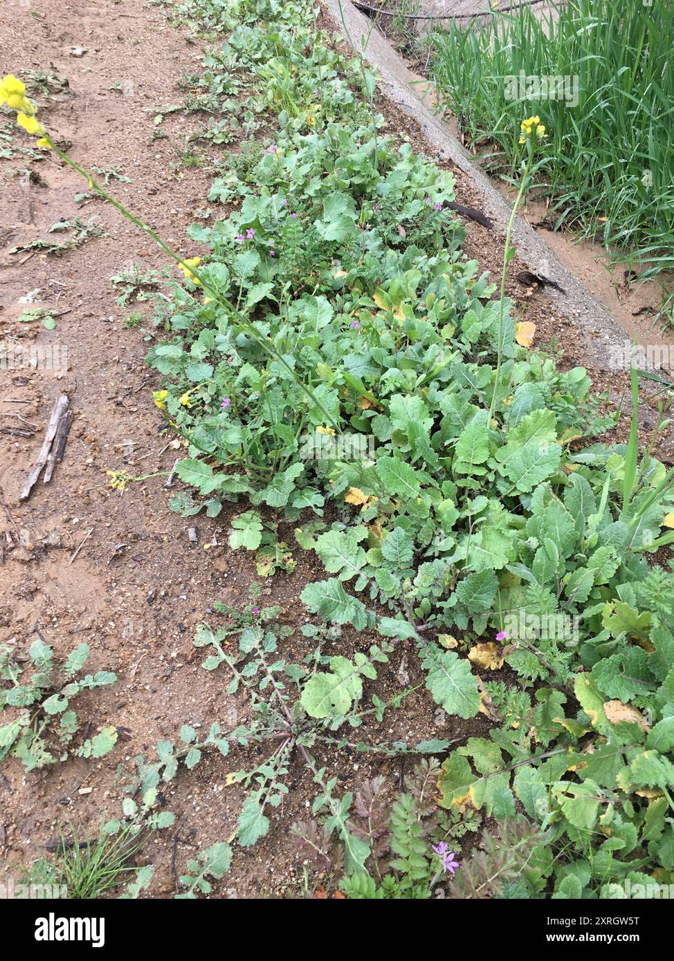 Shortpod Mustard (Hirschfeldia incana) Plantae Stock Photo - Alamy