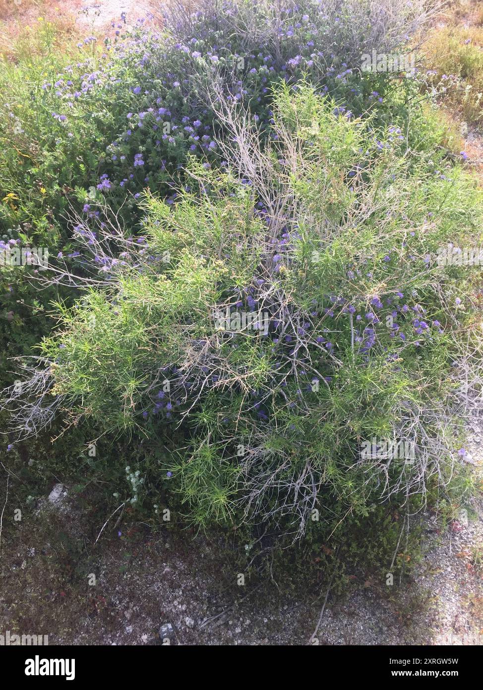 cheesebush (Ambrosia salsola salsola) Plantae Stock Photo - Alamy