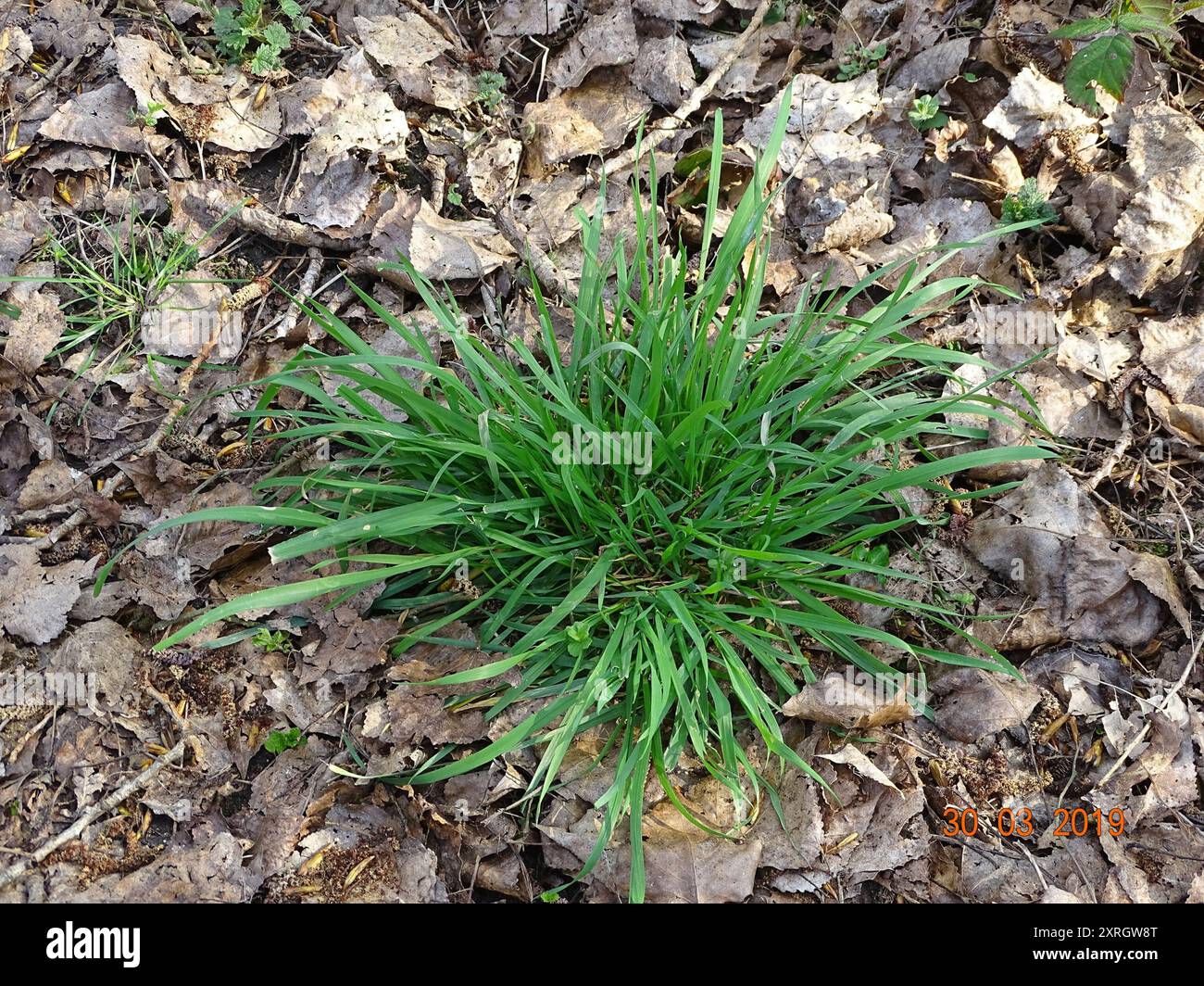 grasses (Poaceae) Plantae Stock Photo - Alamy