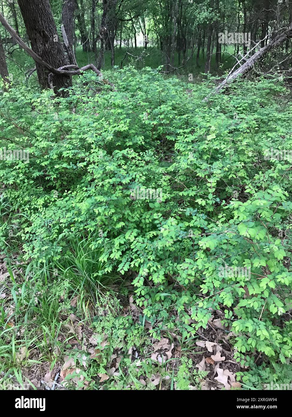 coralberry (Symphoricarpos orbiculatus) Plantae Stock Photo - Alamy