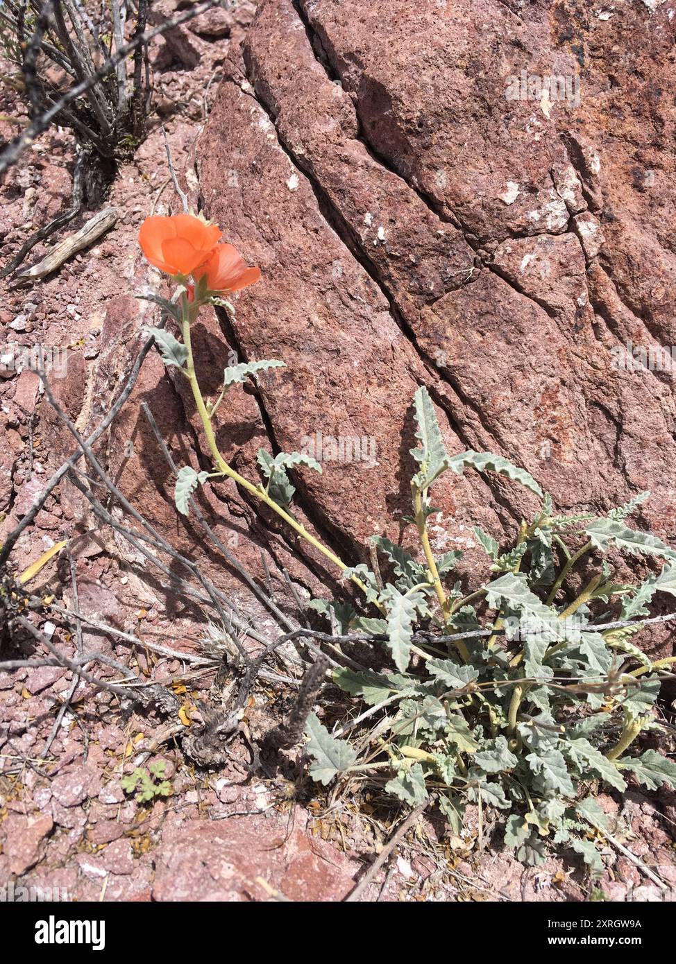 spear globemallow (Sphaeralcea hastulata) Plantae Stock Photo - Alamy