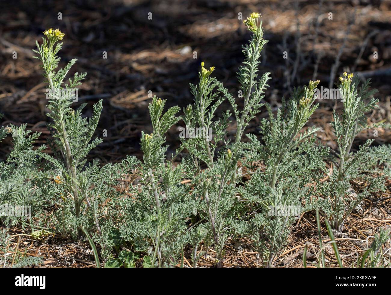 Western Tansymustard (Descurainia pinnata) Plantae Stock Photo - Alamy