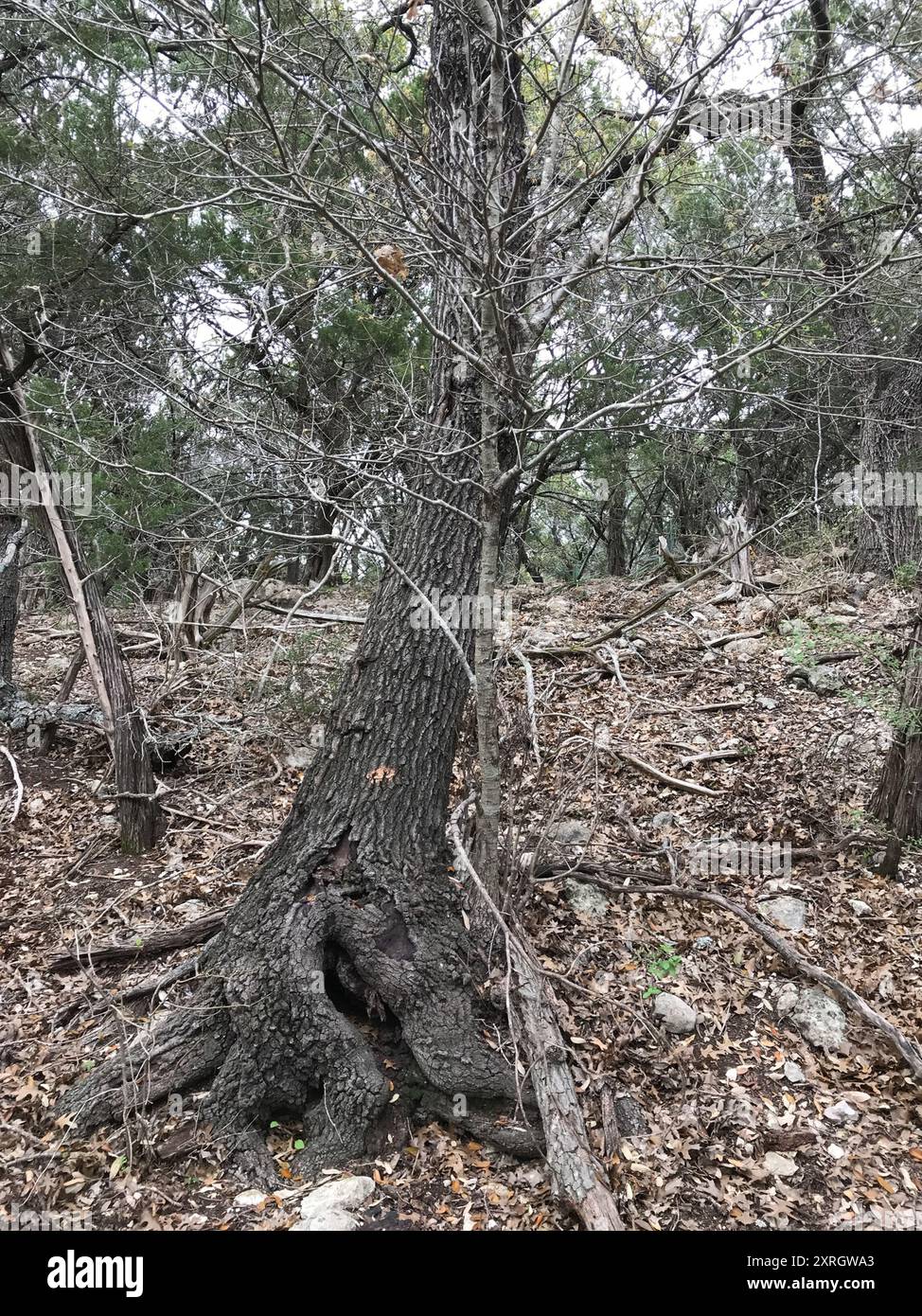 Buckley's oak (Quercus buckleyi) Plantae Stock Photo - Alamy