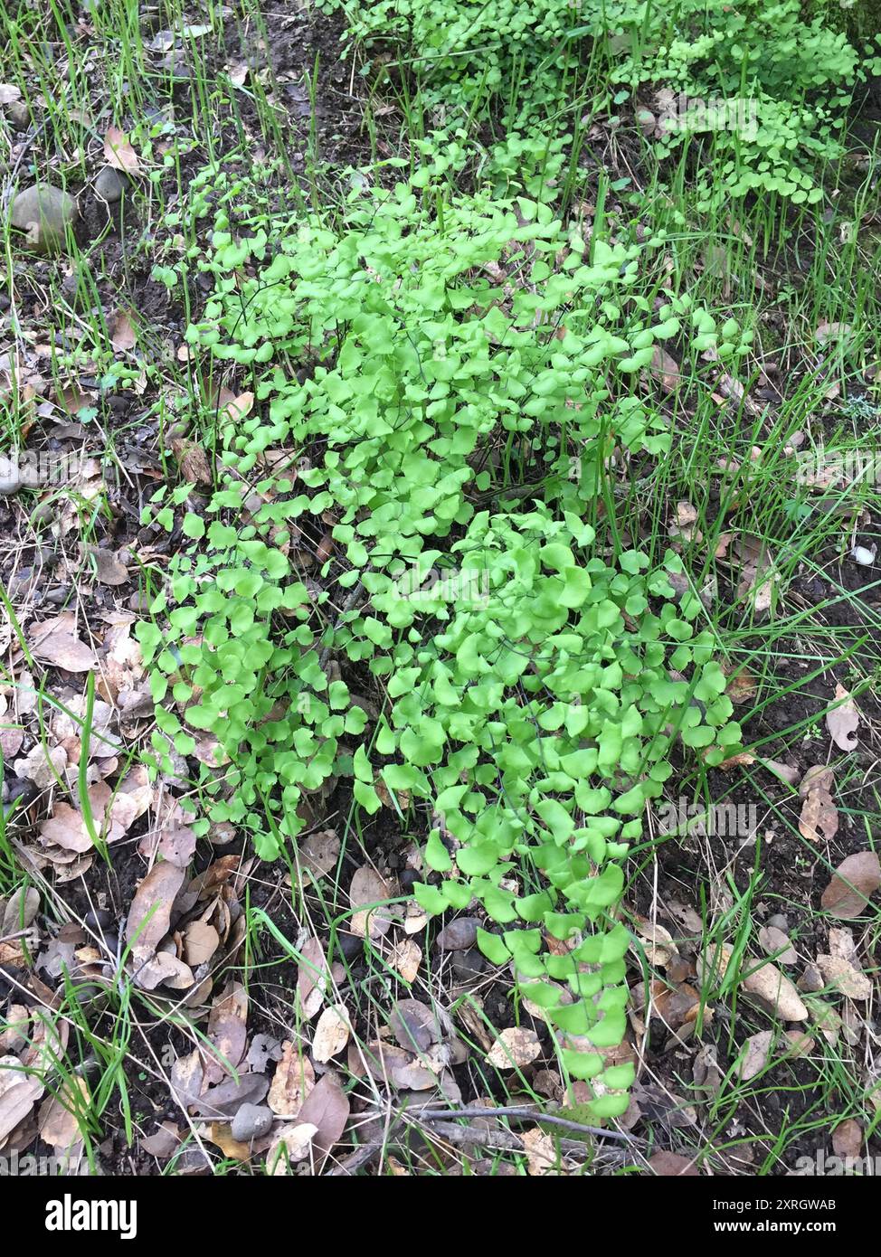 California Maidenhair Fern (Adiantum jordanii) Plantae Stock Photo - Alamy