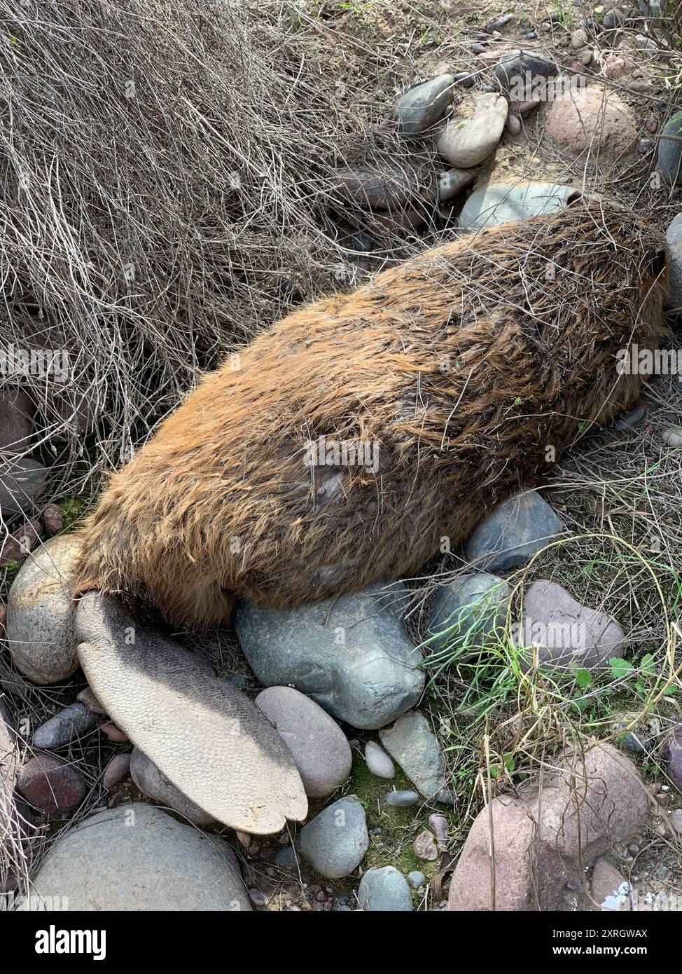 American Beaver (Castor canadensis) Mammalia Stock Photo - Alamy