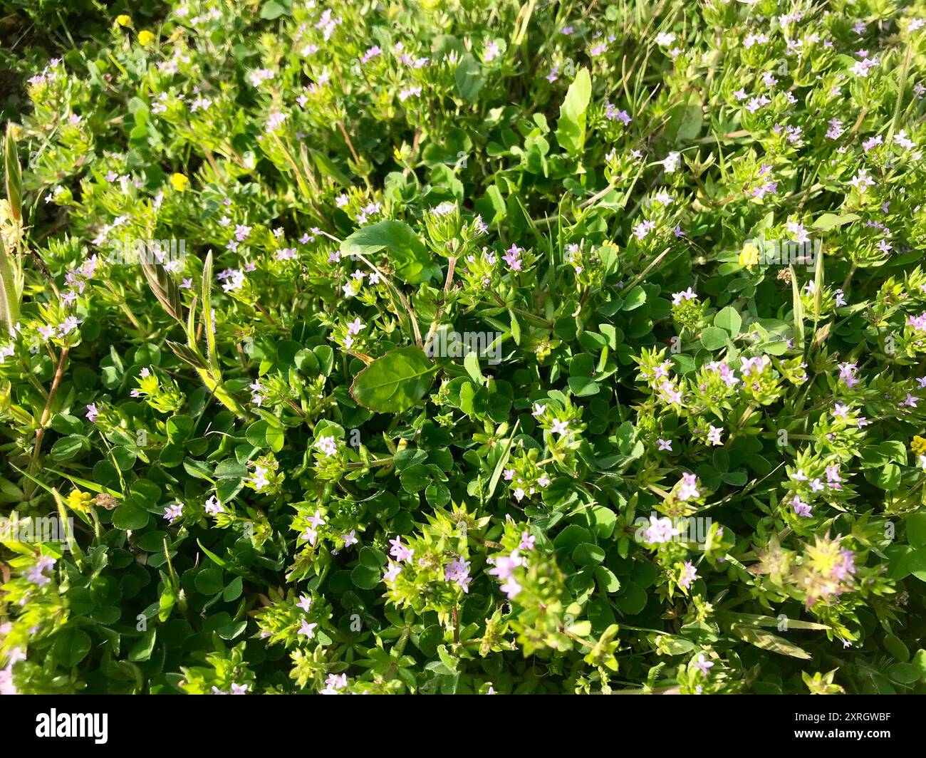 Field madder (Sherardia arvensis) Plantae Stock Photo - Alamy