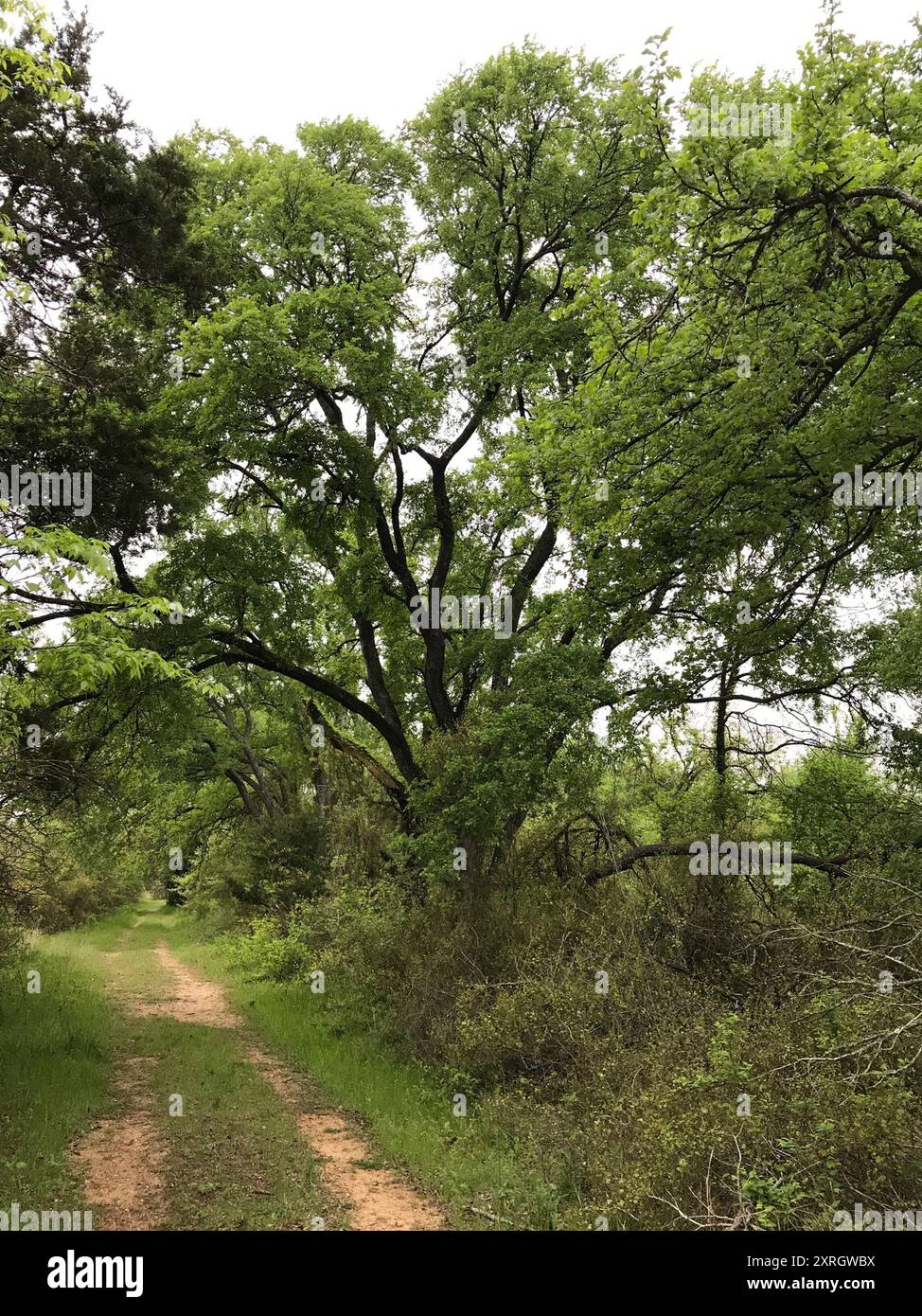 Cedar Elm (Ulmus crassifolia) Plantae Stock Photo - Alamy