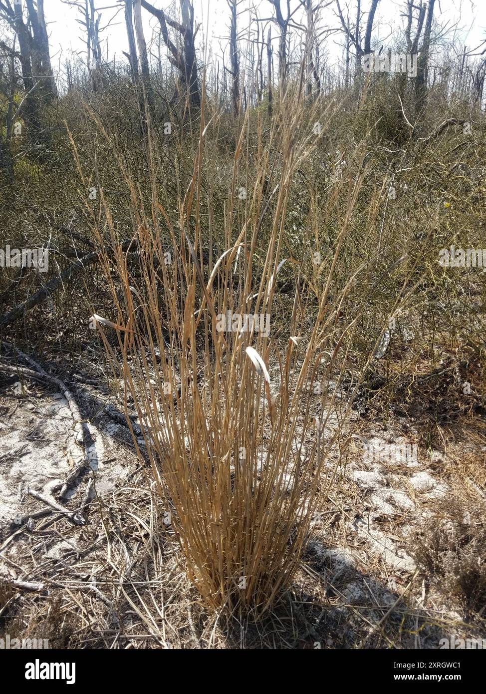 grasses, sedges, cattails, and allies (Poales) Plantae Stock Photo - Alamy