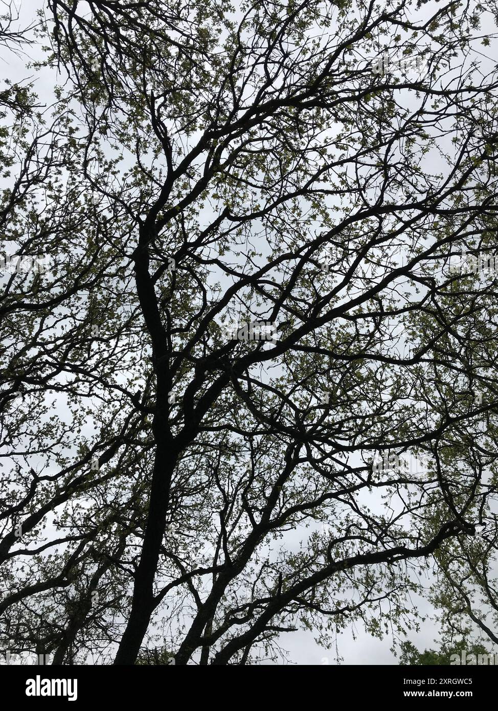 post oak (Quercus stellata) Plantae Stock Photo - Alamy