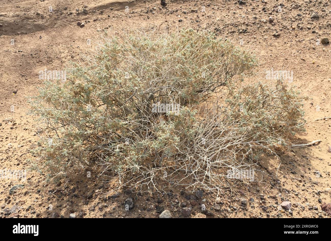 Burrobush (Ambrosia dumosa) Plantae Stock Photo - Alamy