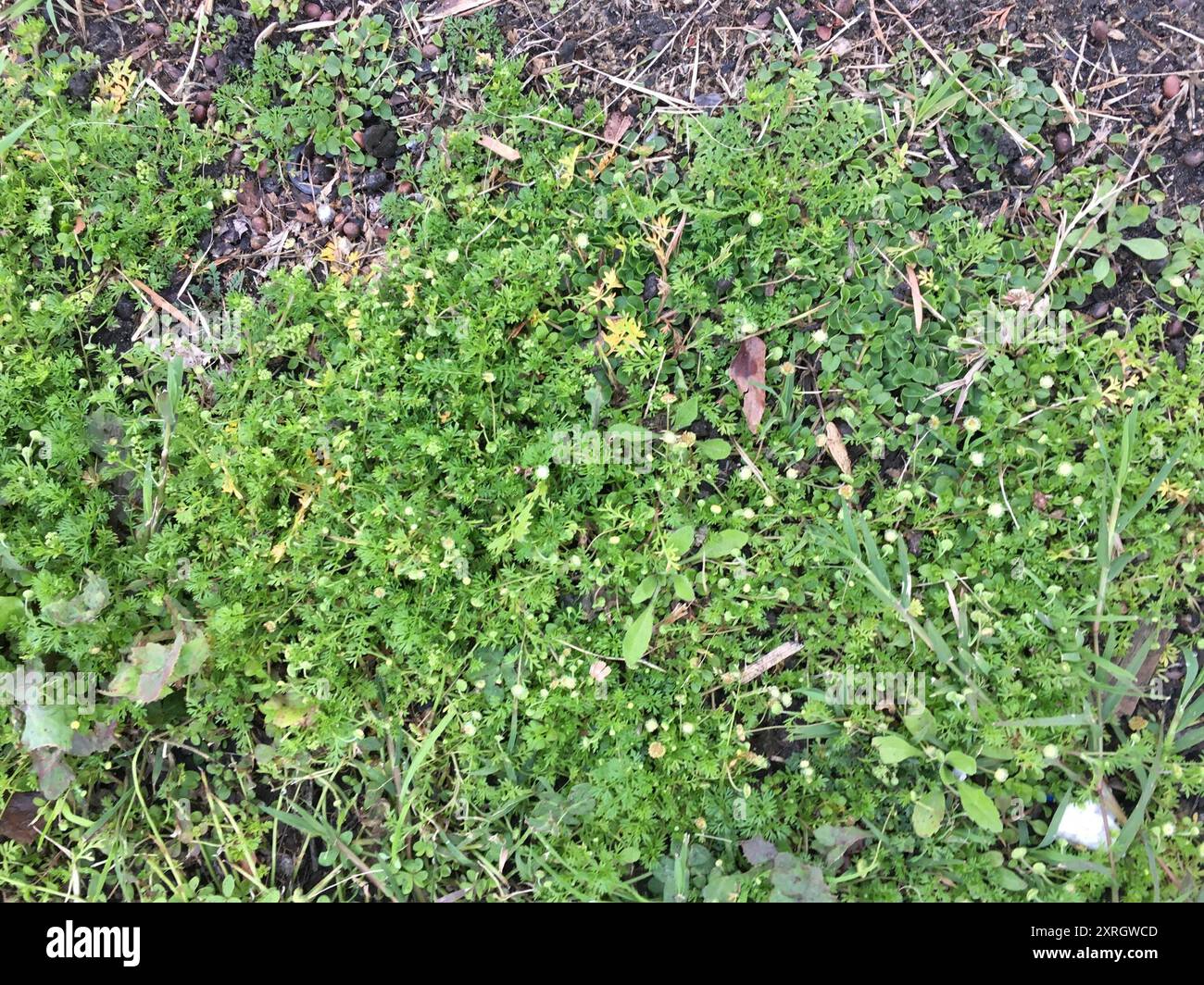 Common Cotula (Cotula australis) Plantae Stock Photo - Alamy