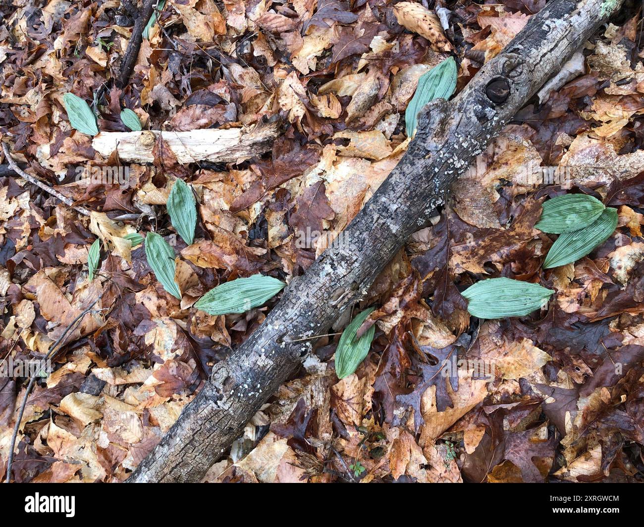 putty root (Aplectrum hyemale) Plantae Stock Photo - Alamy