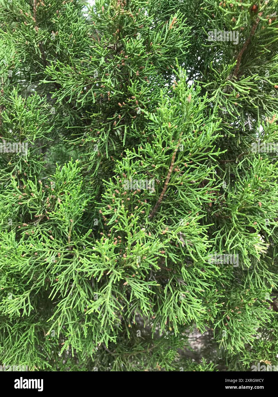 Ashe juniper (Juniperus ashei) Plantae Stock Photo - Alamy
