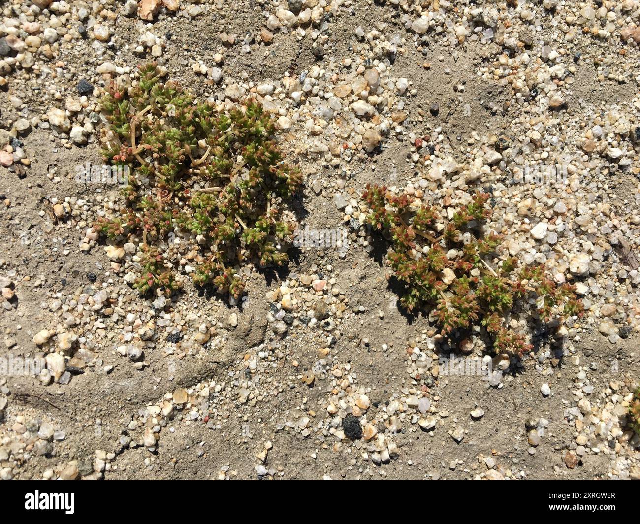 sand pygmyweed (Crassula connata) Plantae Stock Photo - Alamy