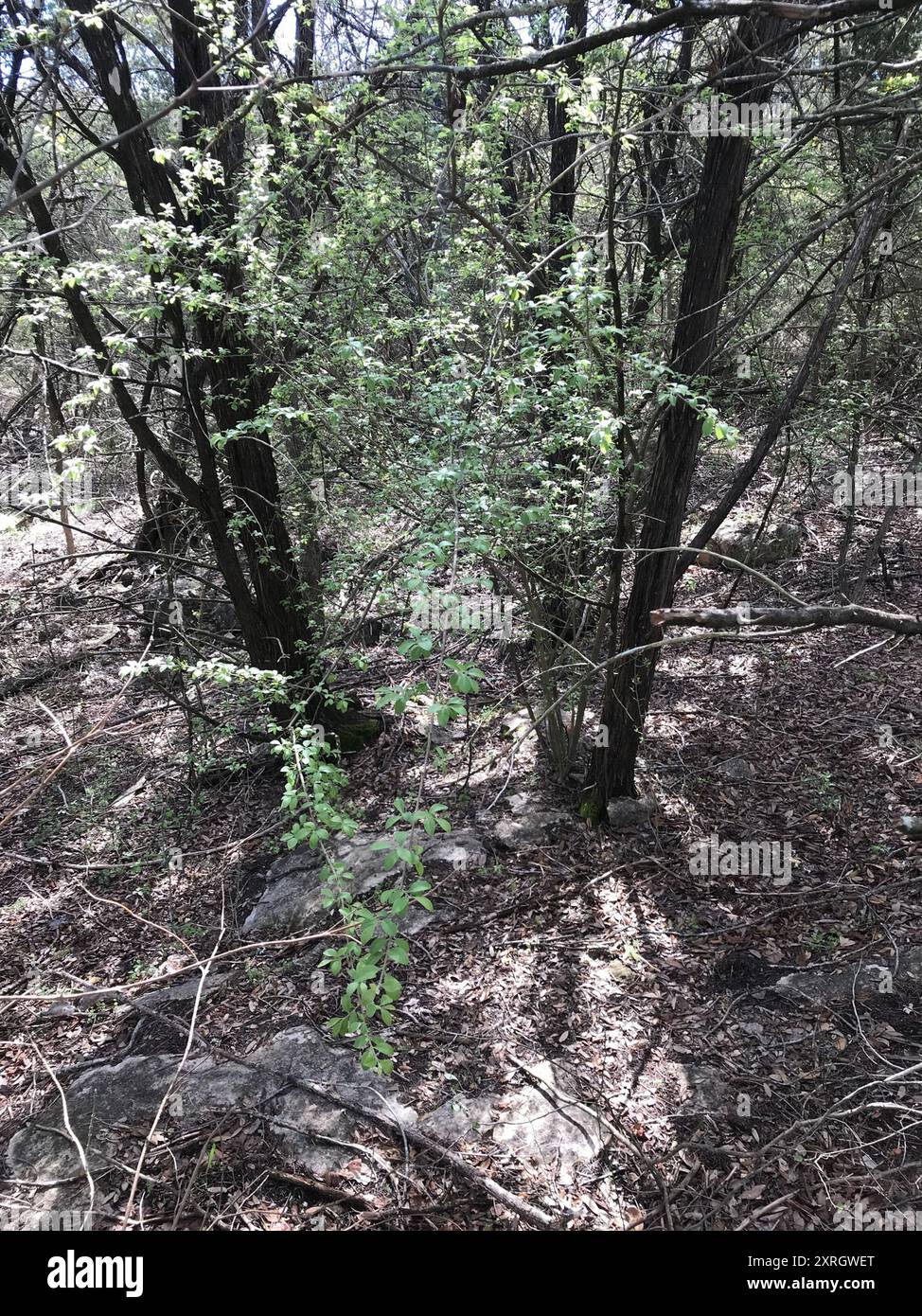 Stretchberry (Forestiera pubescens) Plantae Stock Photo - Alamy