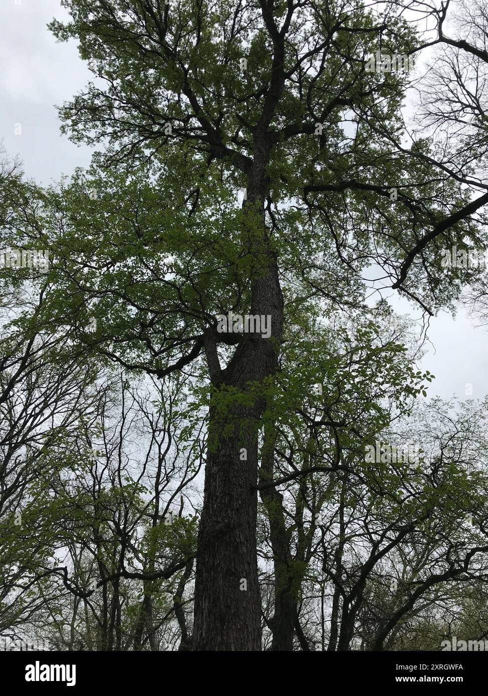 Cedar Elm (Ulmus crassifolia) Plantae Stock Photo - Alamy