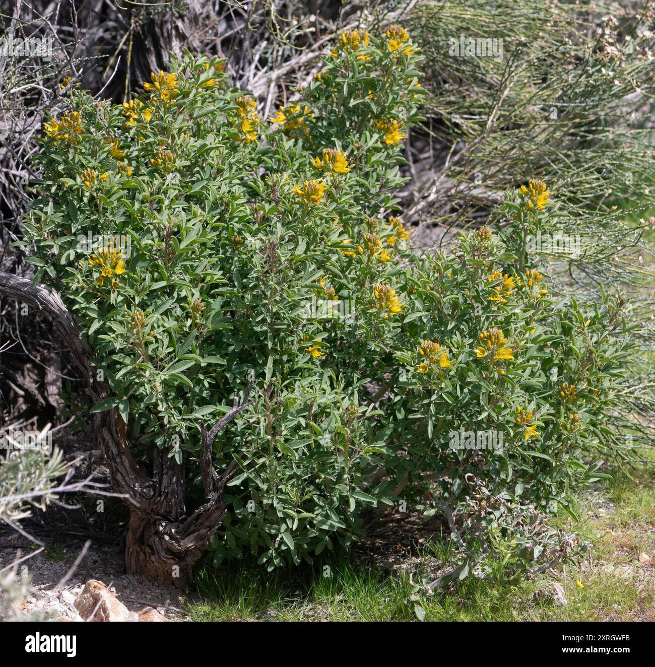 Bladderpod (Cleomella arborea) Plantae Stock Photo - Alamy