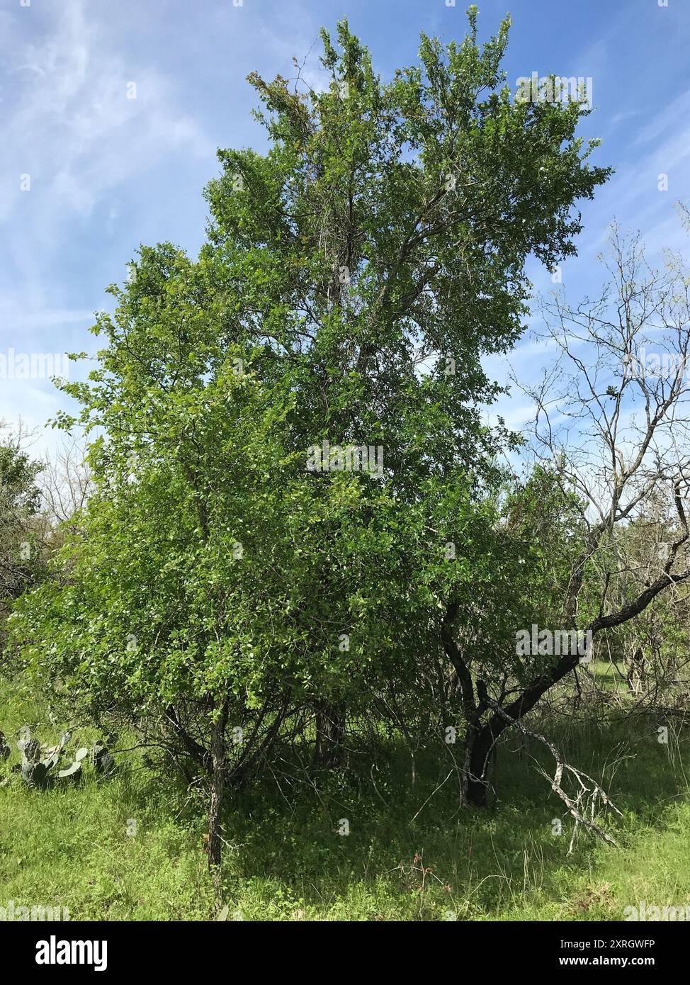 Cedar Elm (Ulmus crassifolia) Plantae Stock Photo - Alamy