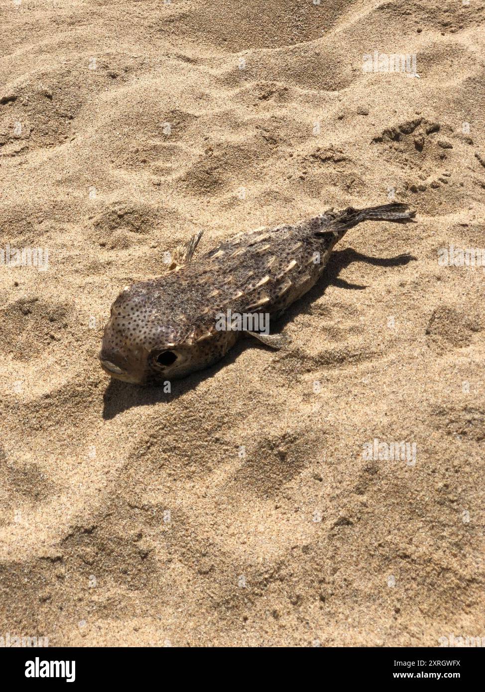 Spotfin Burrfish (Chilomycterus reticulatus) Actinopterygii Stock Photo ...