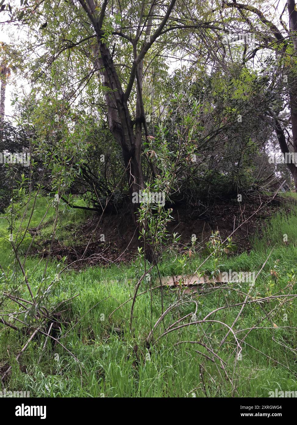 mule fat (Baccharis salicifolia) Plantae Stock Photo - Alamy