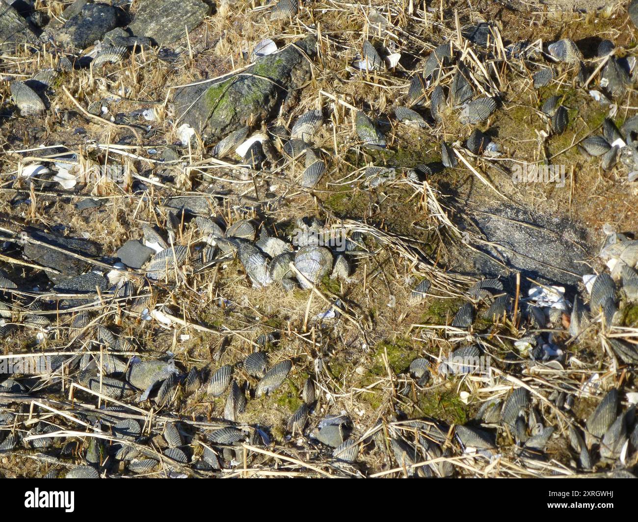 Atlantic Ribbed Mussel (Geukensia demissa) Mollusca Stock Photo - Alamy