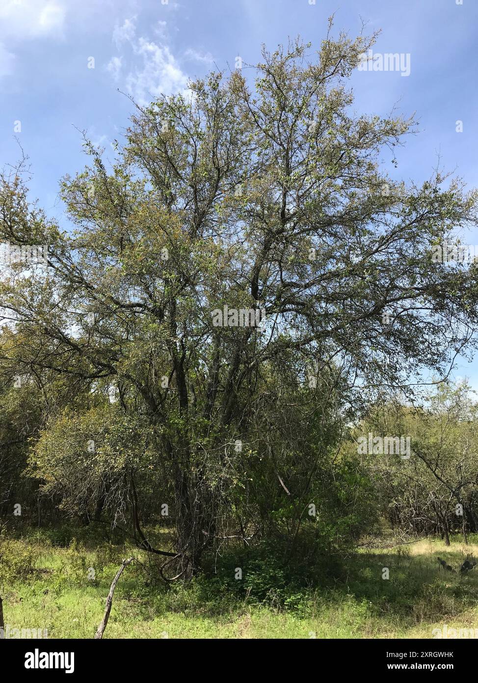 Texas live oak (Quercus fusiformis) Plantae Stock Photo - Alamy