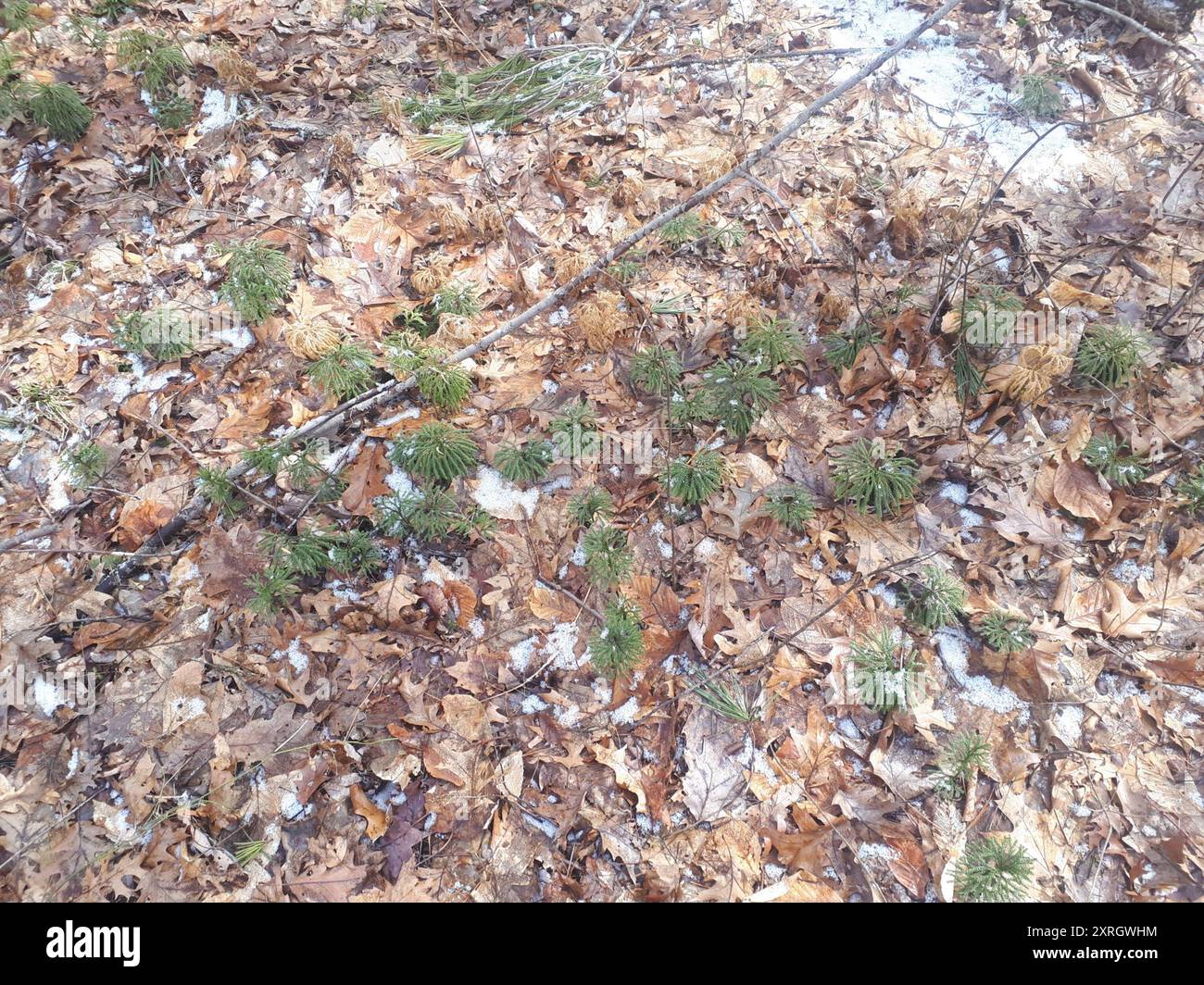 flat-branched tree-clubmoss (Dendrolycopodium obscurum) Plantae Stock ...