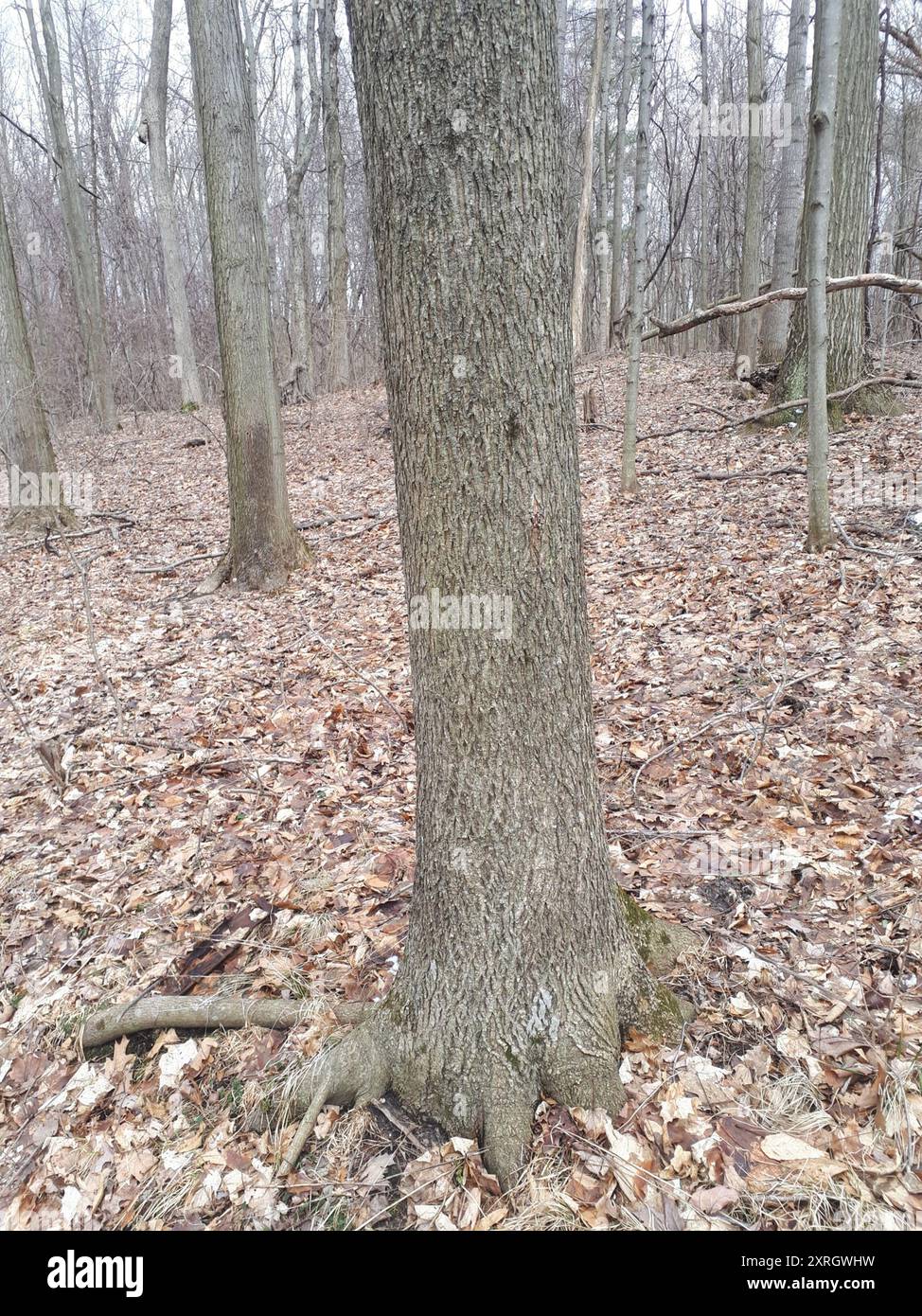 bitternut hickory (Carya cordiformis) Plantae Stock Photo - Alamy