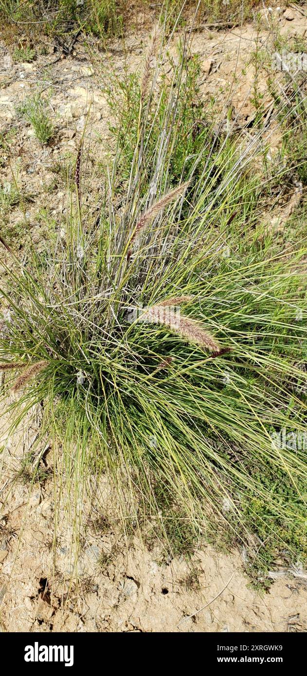 Fountain Grass (Cenchrus setaceus) Plantae Stock Photo - Alamy