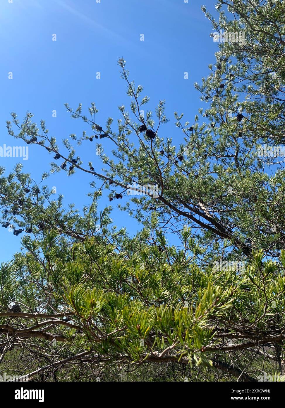 Virginia pine (Pinus virginiana) Plantae Stock Photo - Alamy