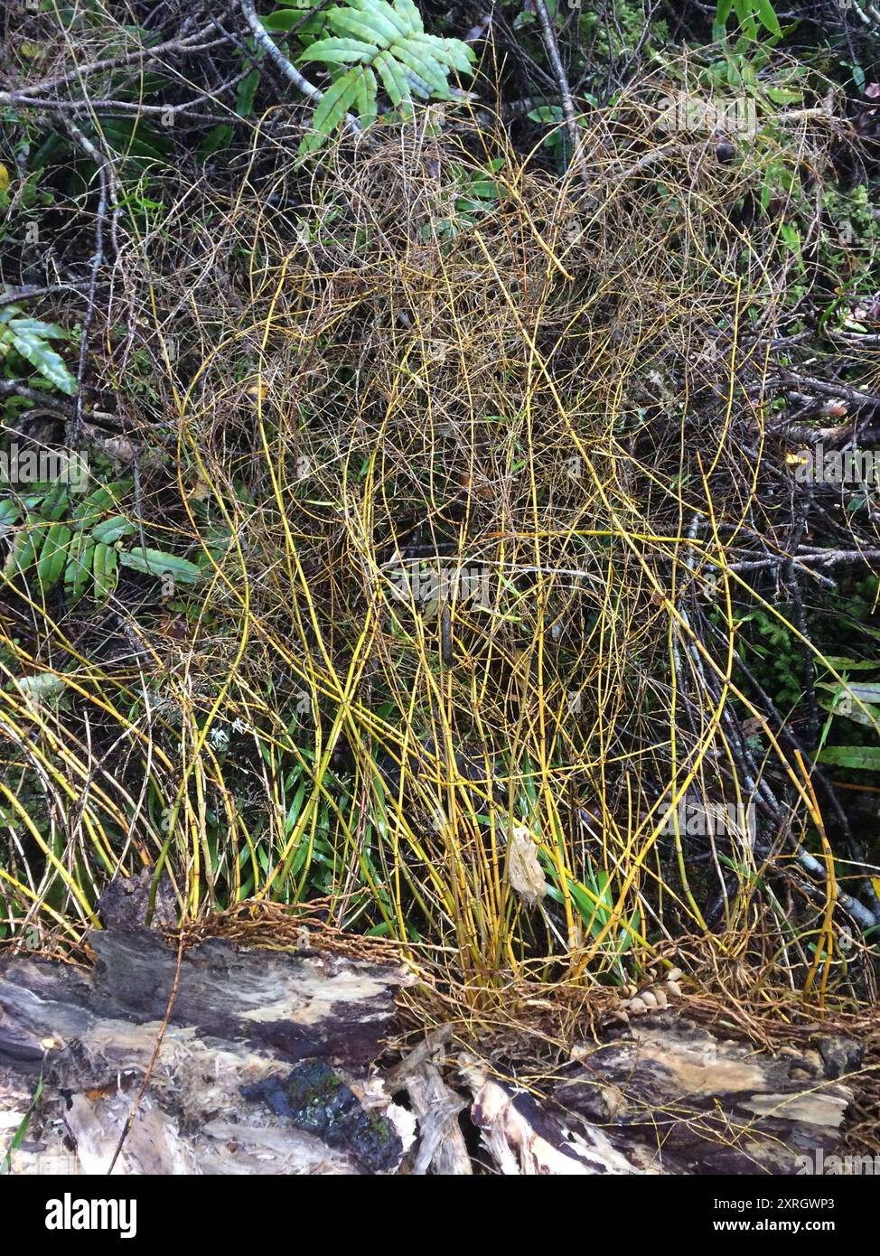 Winika (Dendrobium cunninghamii) Plantae Stock Photo - Alamy