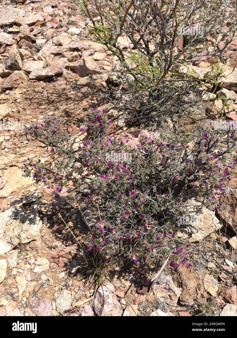 feather dalea (Dalea formosa) Plantae Stock Photo - Alamy