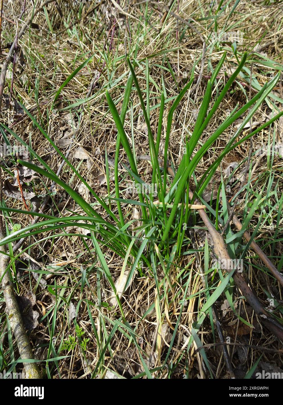 monocots (Liliopsida) Plantae Stock Photo - Alamy