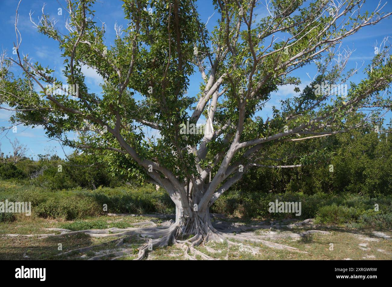 Florida Strangler Fig (Ficus aurea) Plantae Stock Photo - Alamy