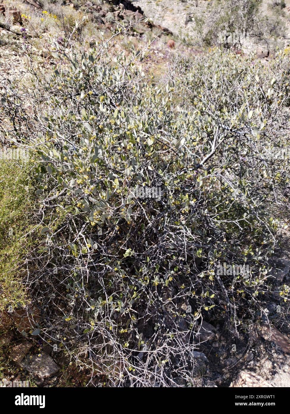 jojoba (Simmondsia chinensis) Plantae Stock Photo - Alamy