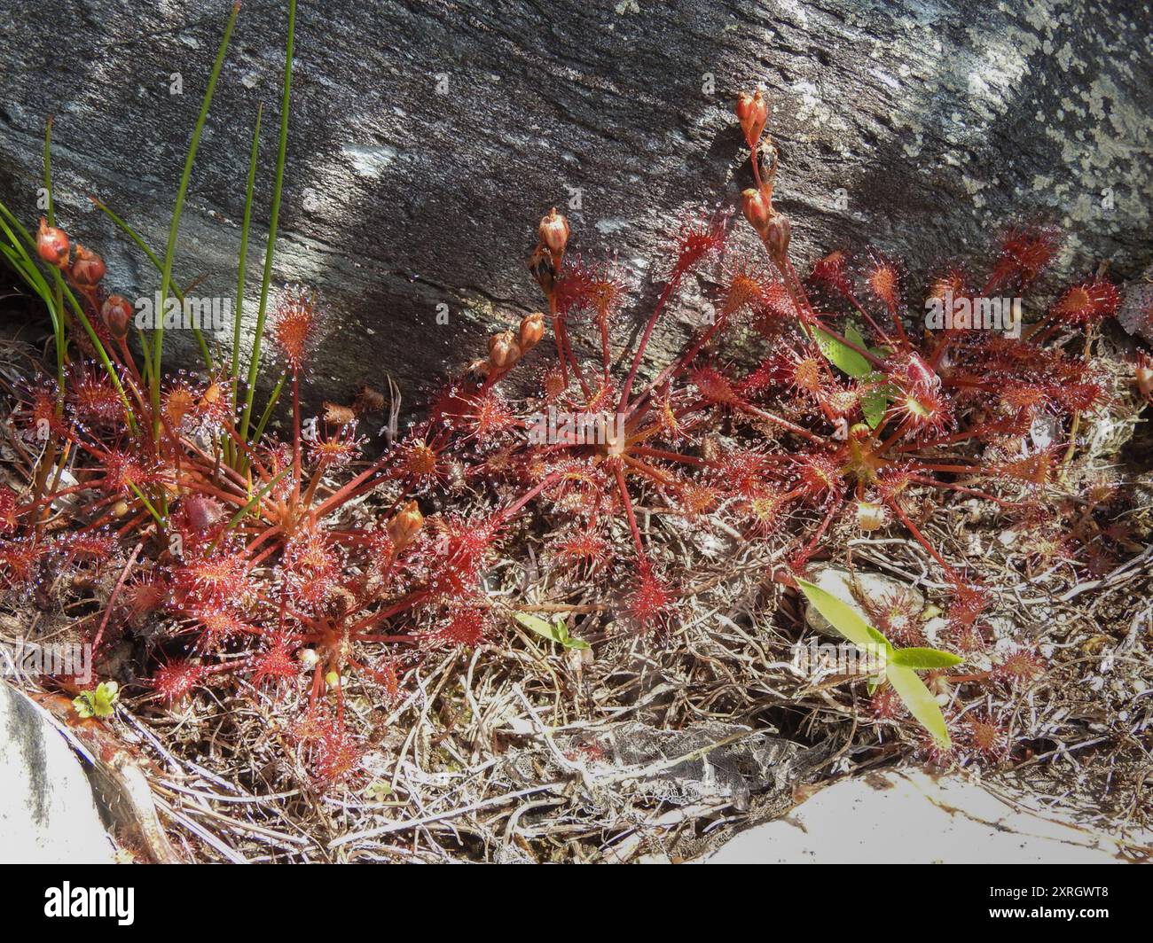 spoonleaf sundew (Drosera intermedia) Plantae Stock Photo - Alamy