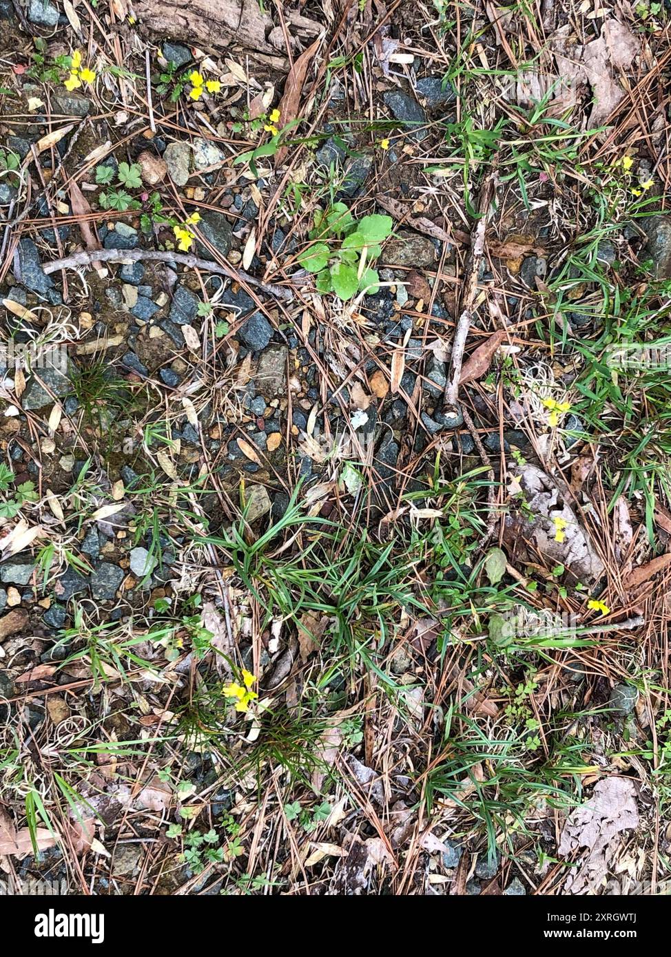 mustard family (Brassicaceae) Plantae Stock Photo - Alamy
