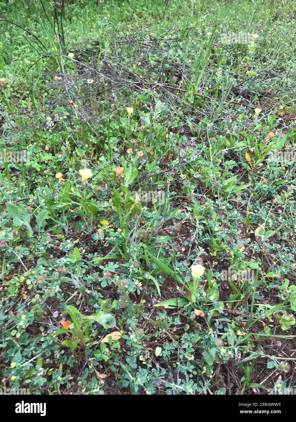 cutleaf evening primrose (Oenothera laciniata) Plantae Stock Photo - Alamy